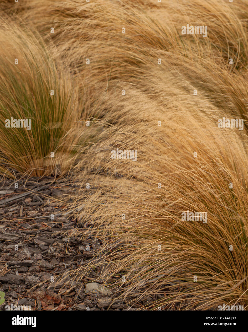 Long grass blowing in the wind Stock Photo - Alamy