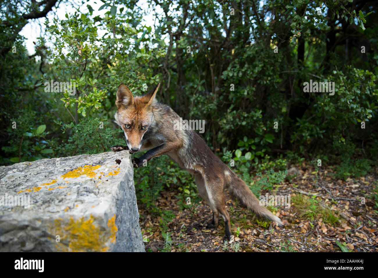 Red fox in Arrabida. Portugal Stock Photo - Alamy
