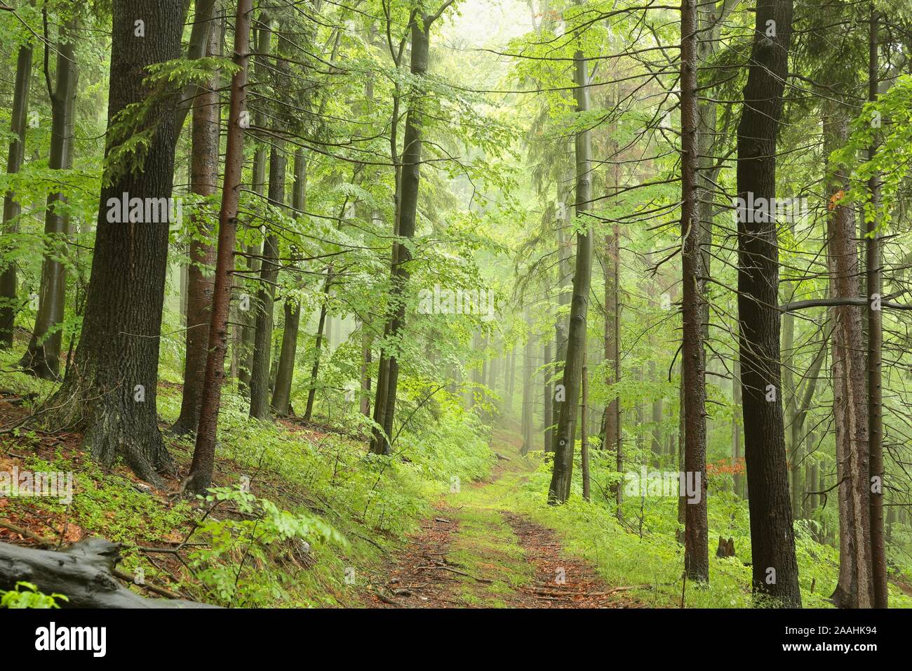 Spring deciduous forest with outgoing fog in the distance Stock Photo ...
