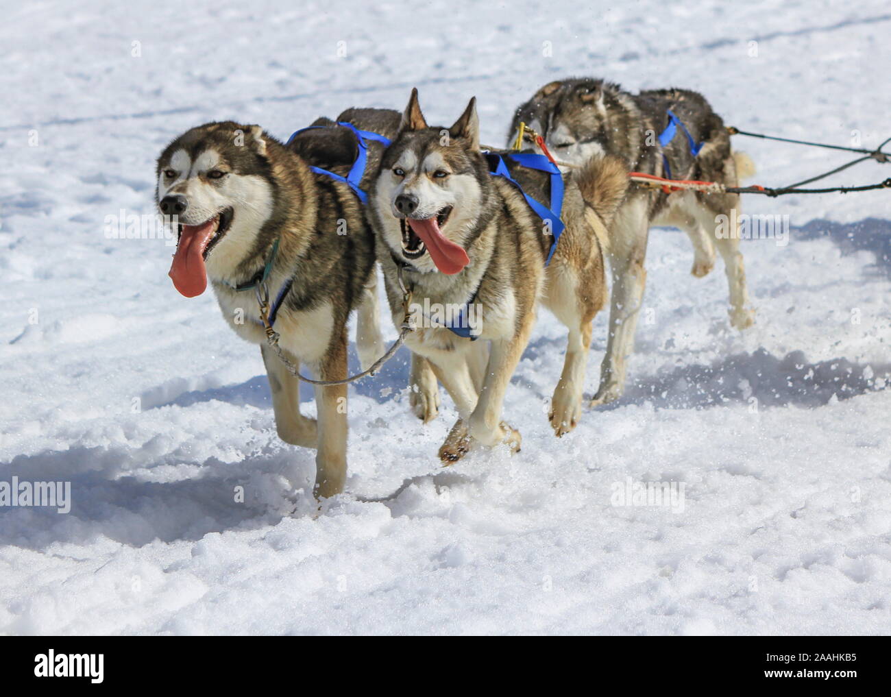 Three husky dogs at race in winter, Moss pass, Switzerland Stock Photo ...