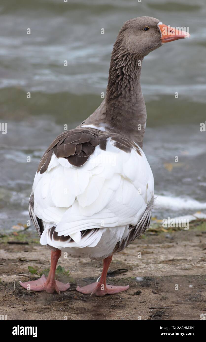 Hybrid goose hi-res stock photography and images - Alamy