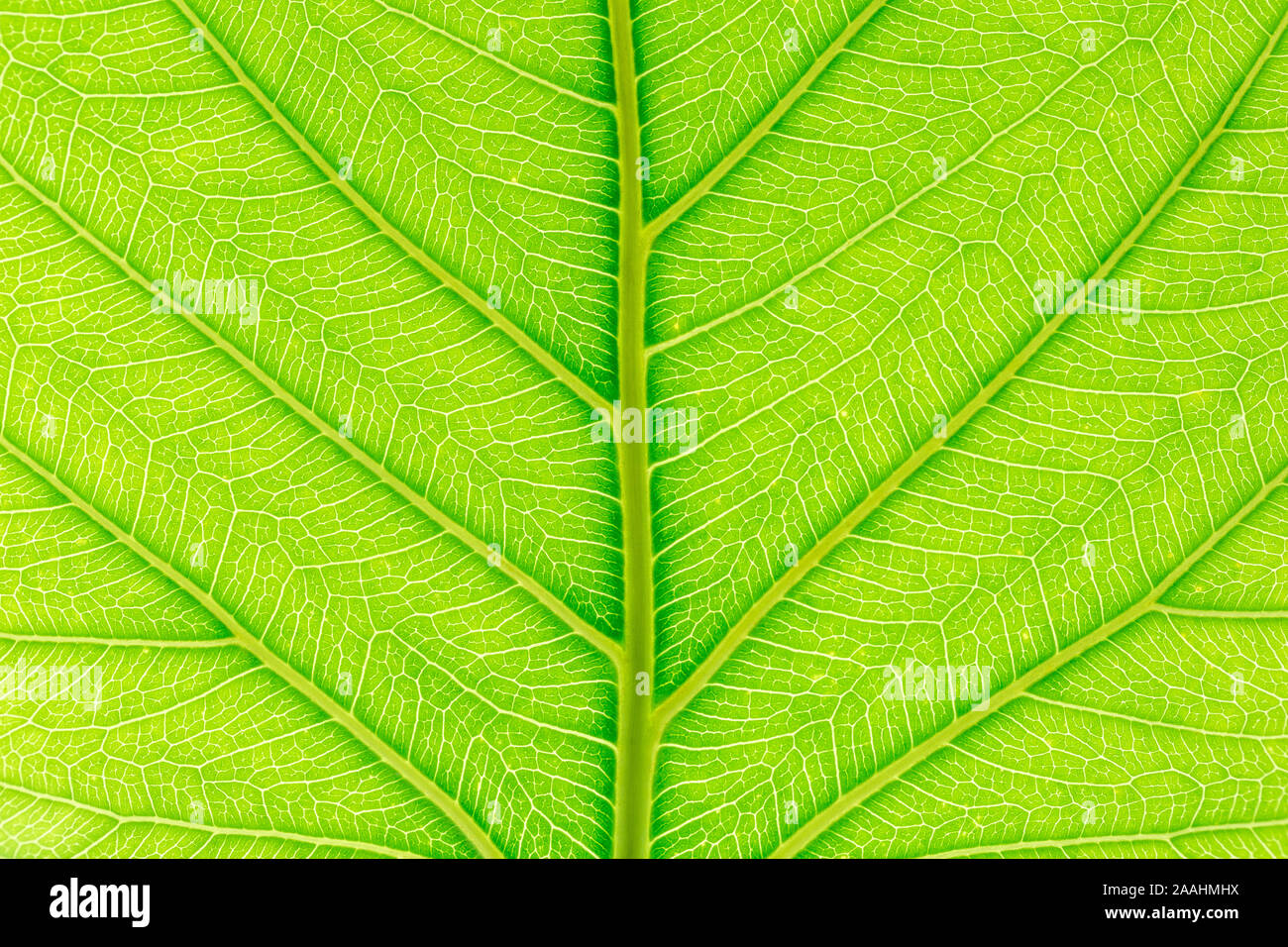 Natural green leaf background with light behind for graphic design ...