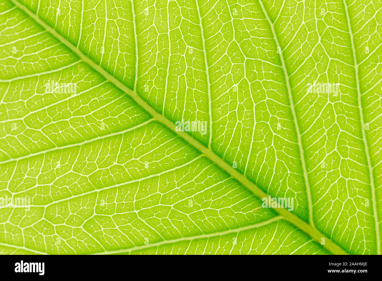 Natural green leaf background with light behind for graphic design ...