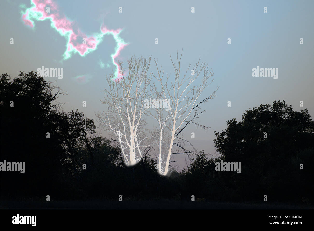 lightning strikes into the tree in desert during the severe rain and ...