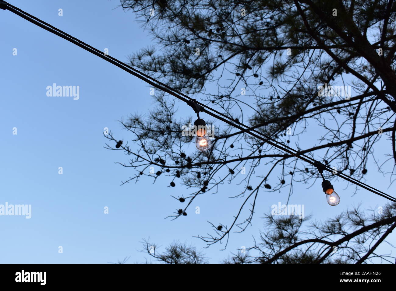 Houston texas forest tree line hi-res stock photography and images - Alamy