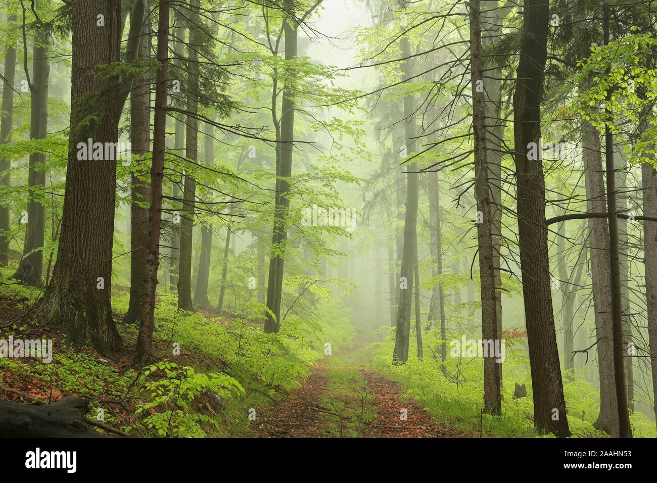 Spring deciduous forest with outgoing fog in the distance Stock Photo ...