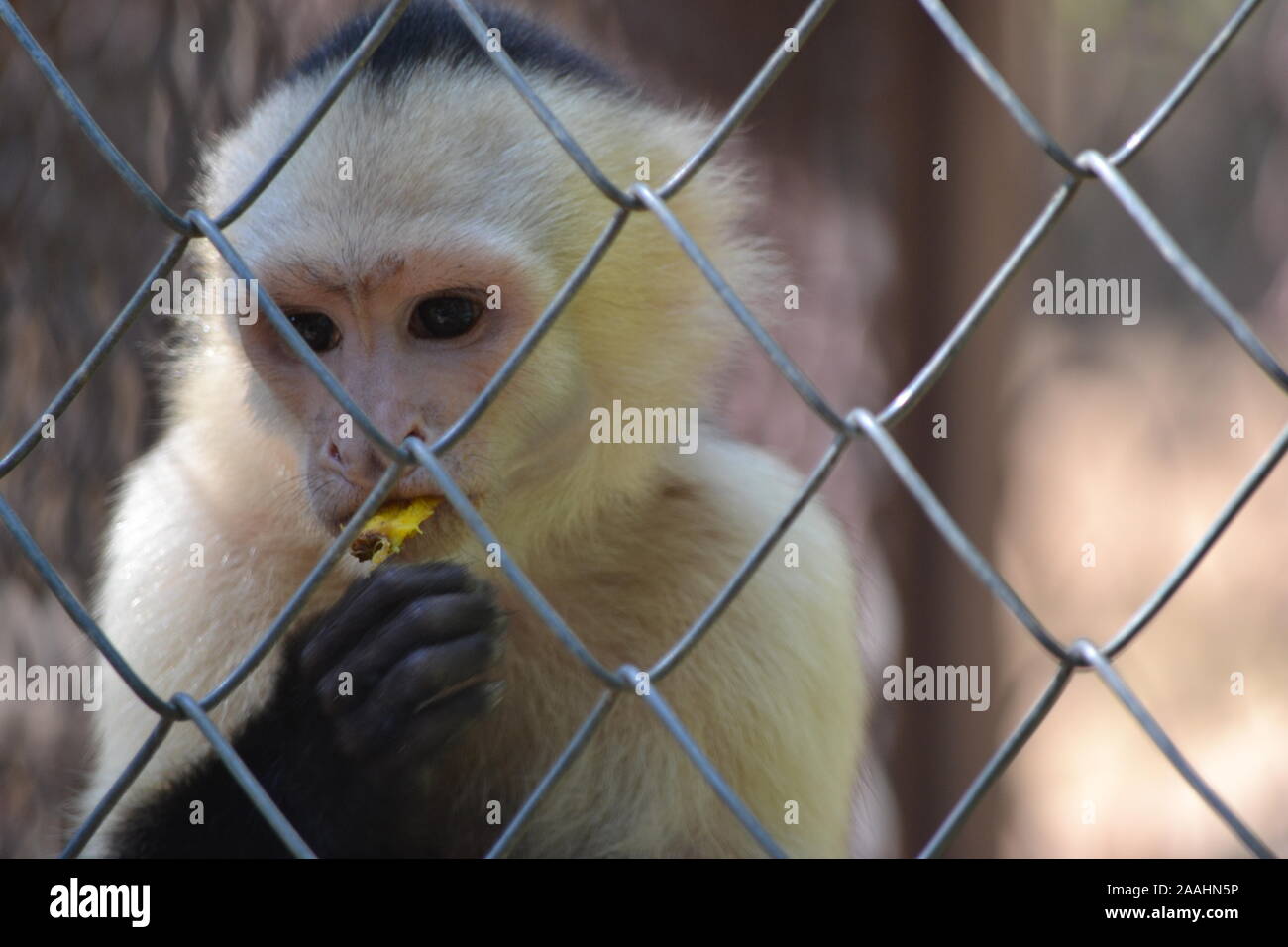 Monkey in its own habitat Stock Photo - Alamy