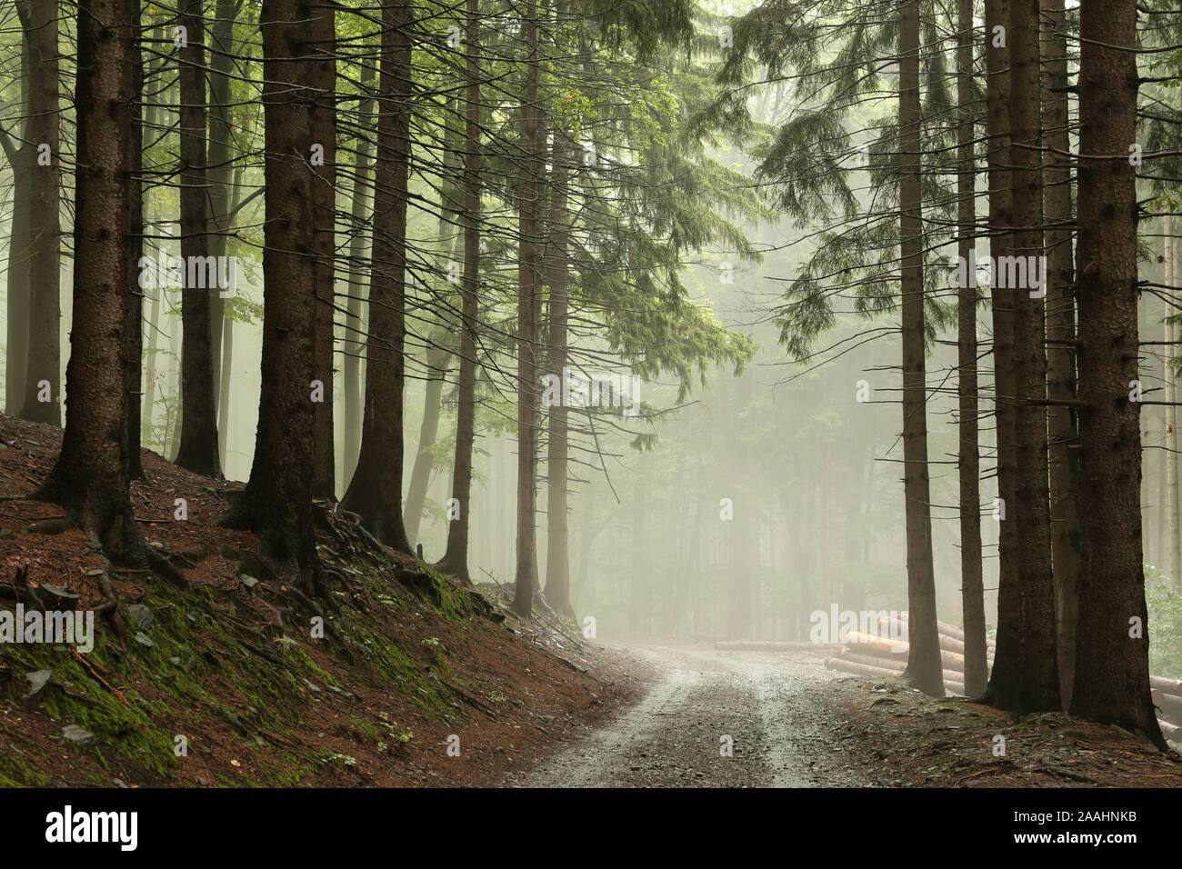 Coniferous and deciduous trees grove hi-res stock photography and ...