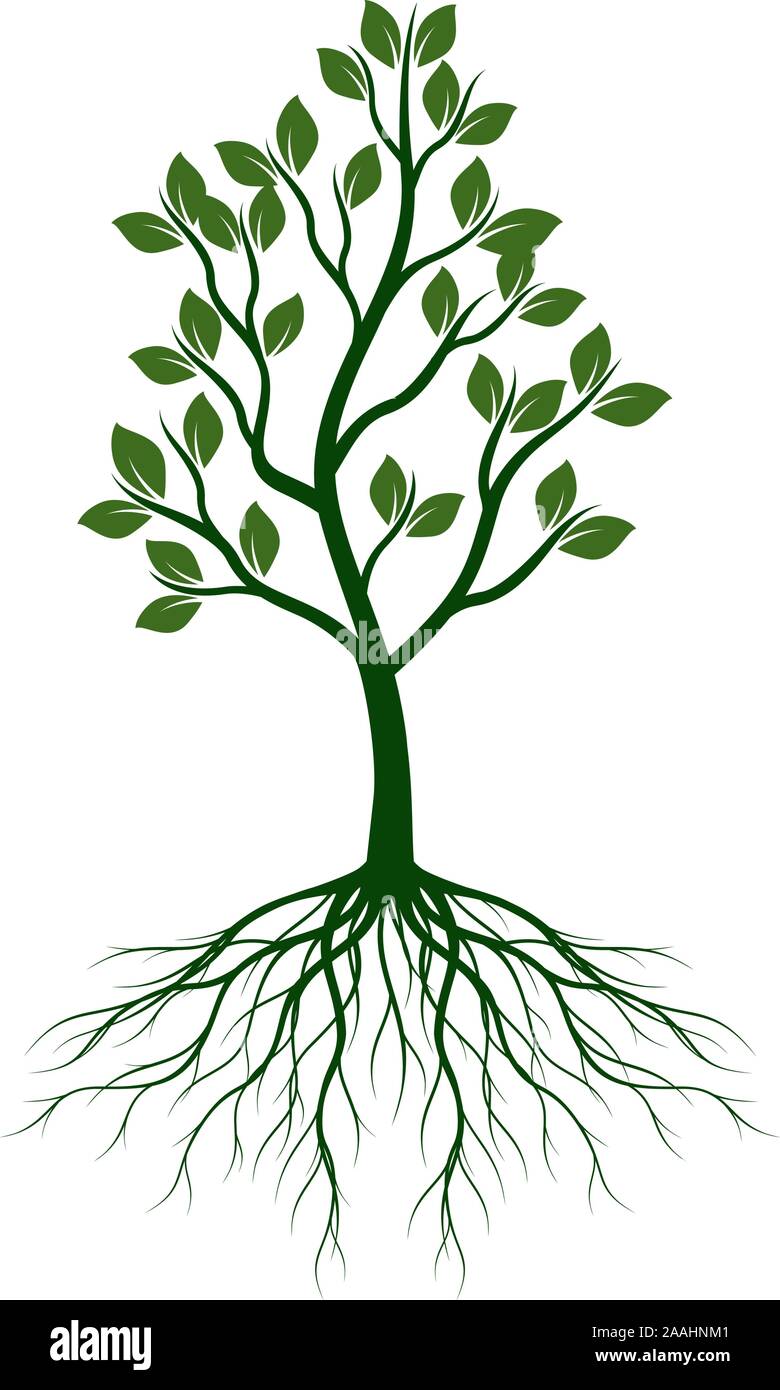 Black and white drawing of tree with roots and branches hi-res stock ...