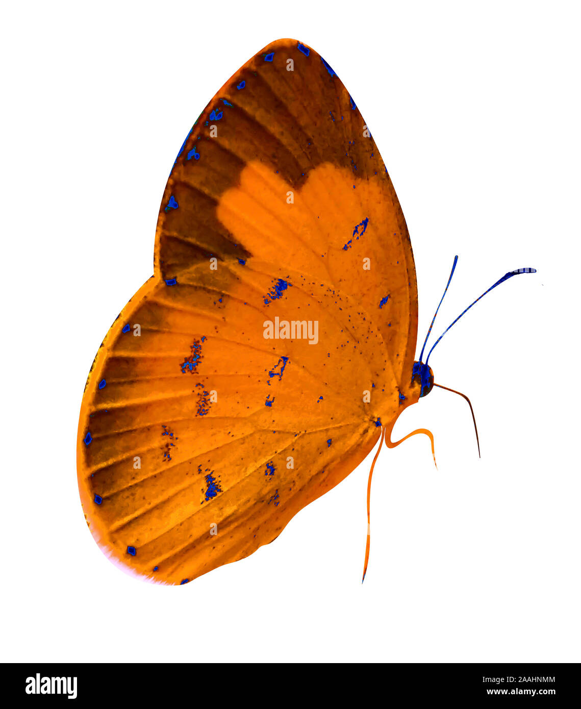 Real Orange Butterfly