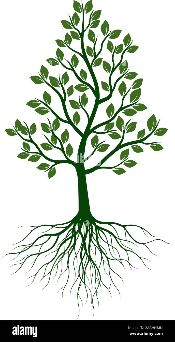 Branches and roots Stock Vector Images - Alamy