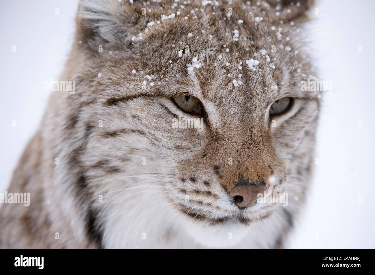 European Lynx (Lynx lynx), Captive, Polar Park, Norway Stock Photo - Alamy