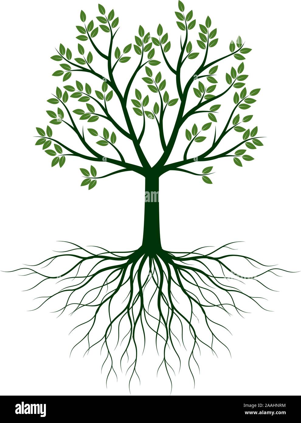 Buttress Roots Drawing