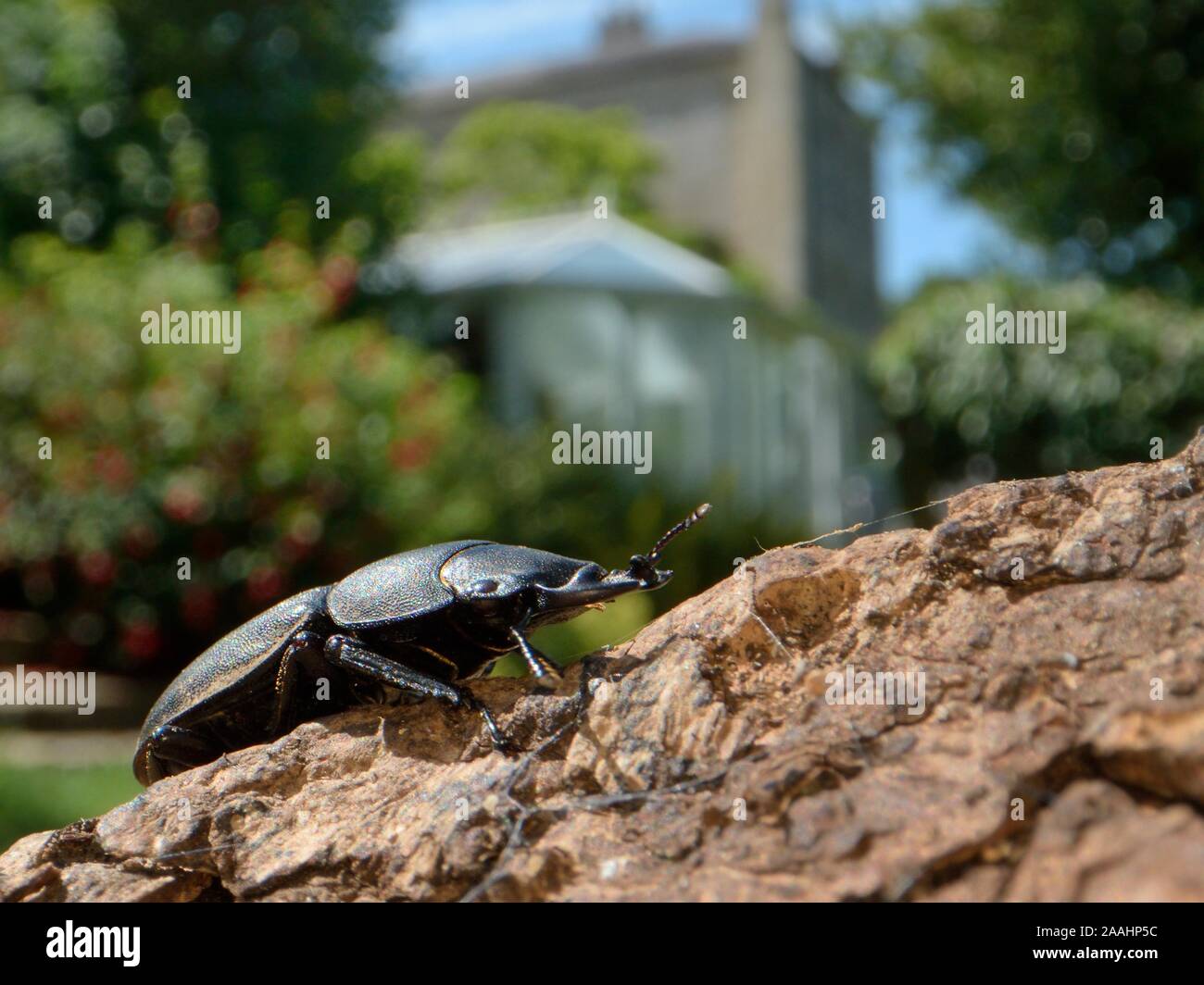 Stag beetle log pile hi-res stock photography and images - Alamy