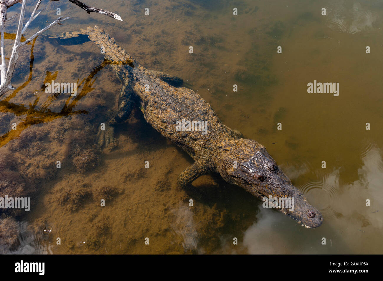 Cozumel crocodile hi-res stock photography and images - Alamy