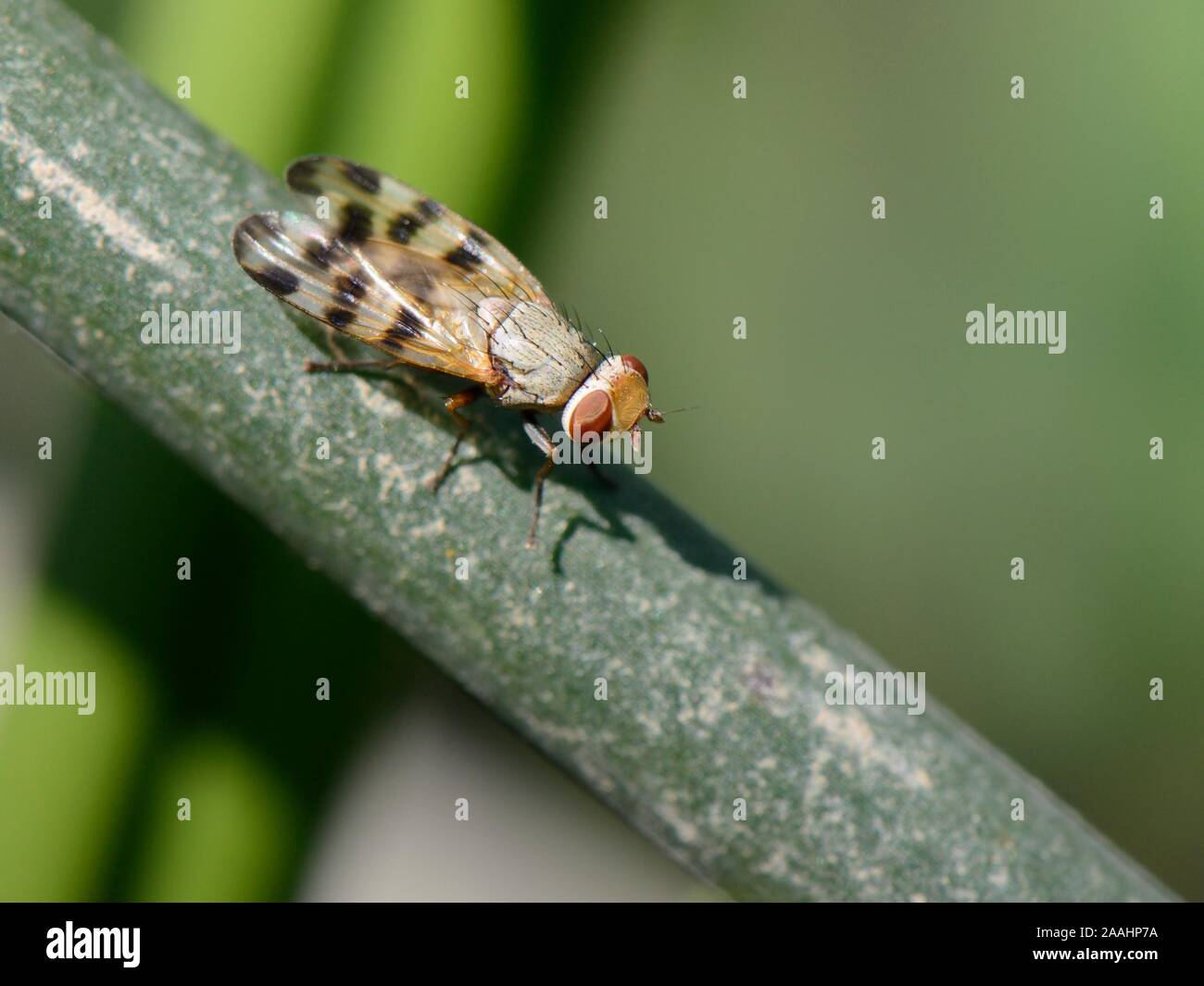Winged insects hi-res stock photography and images - Alamy