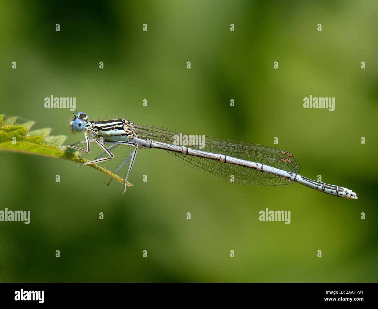 Marshland insects hi-res stock photography and images - Alamy