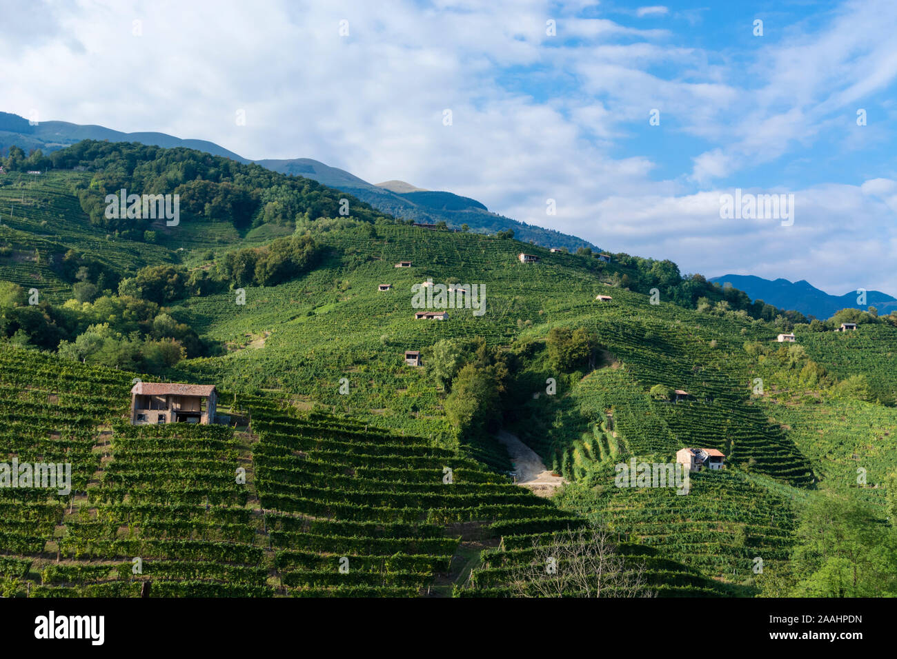 Conegliano prosecco hi-res stock photography and images - Alamy