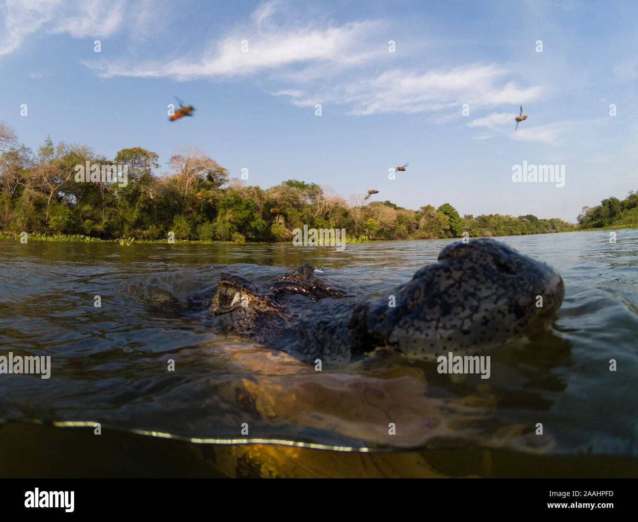 Jacare Caiman (Caiman yacare) in Rio Claro, Pantanal, Mato Grosso ...