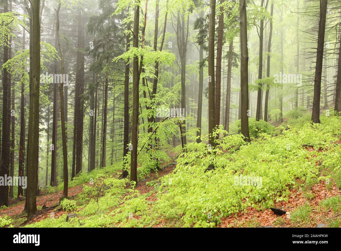 Beautiful spring forest trees colors hi-res stock photography and ...