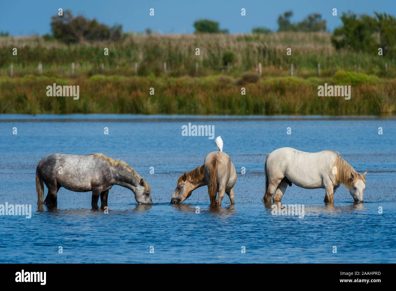 Camargue wild horses in water, Camargue, France Stock Photo - Alamy