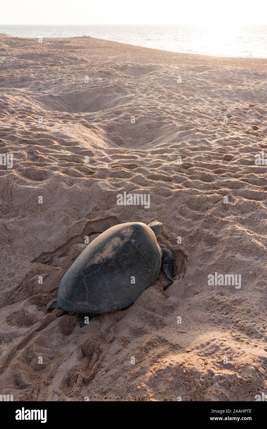 Green turtle on beach heading back to sea, Ras Al Jinz, Oman Stock ...
