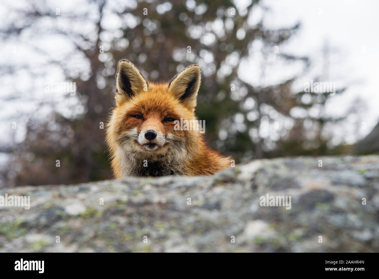 Red fox (Vulpes vulpes), Gran Paradiso National Park, Aosta Valley ...