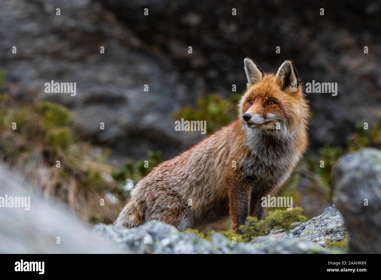 Fox in italy High Resolution Stock Photography and Images - Alamy