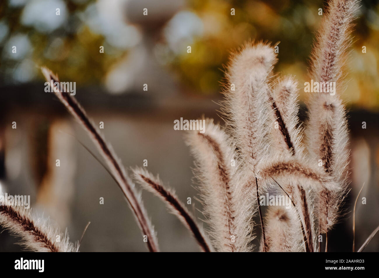 Foxtails plant hi-res stock photography and images - Alamy