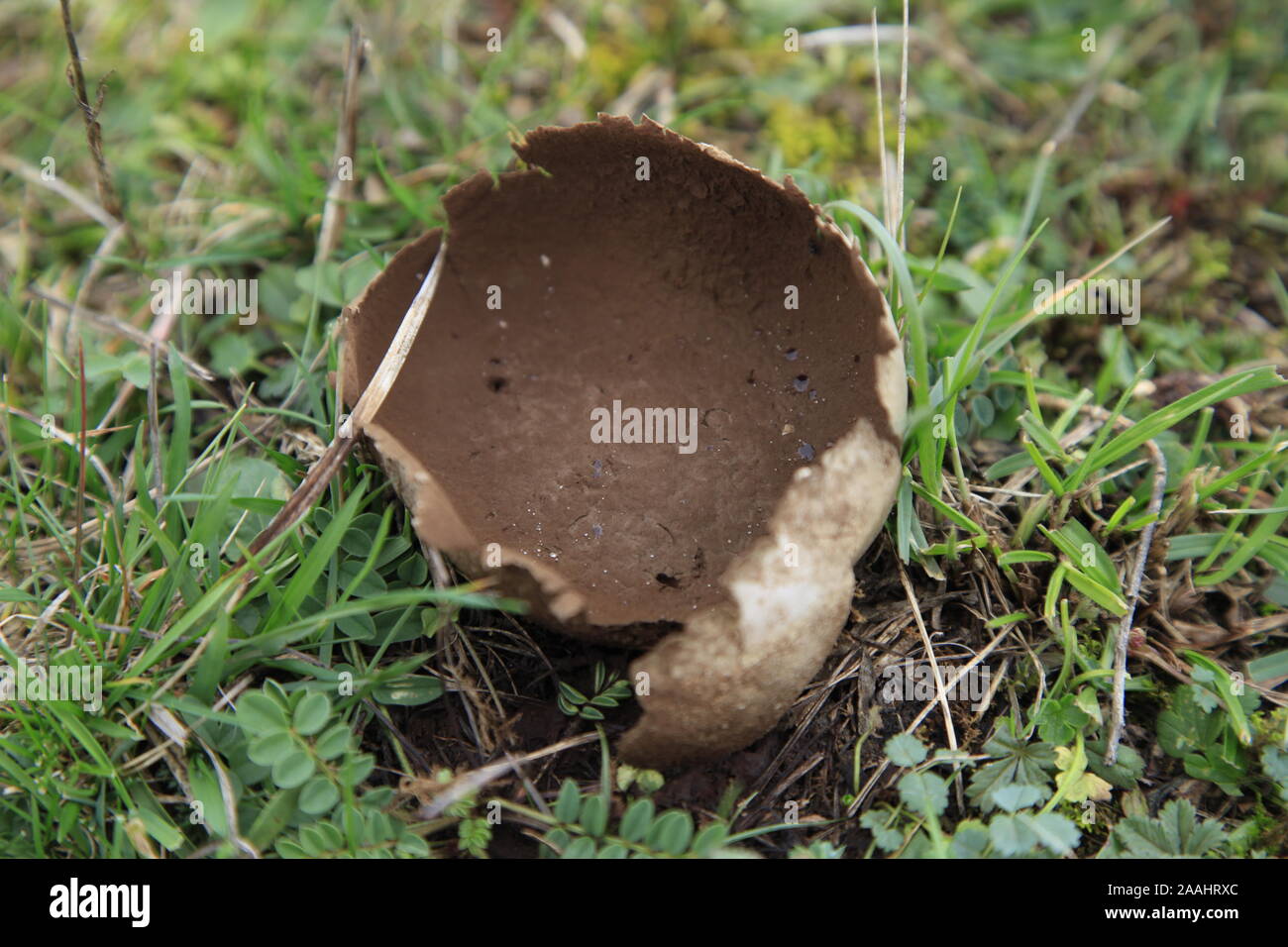 Brown Puffball Mushroom