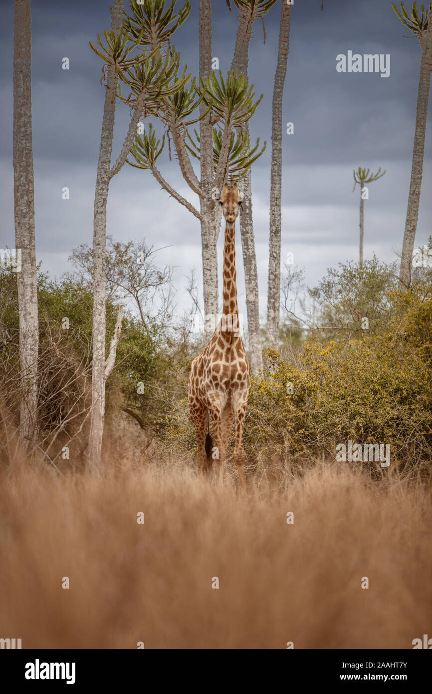 Giraffe in its environment hi-res stock photography and images - Alamy