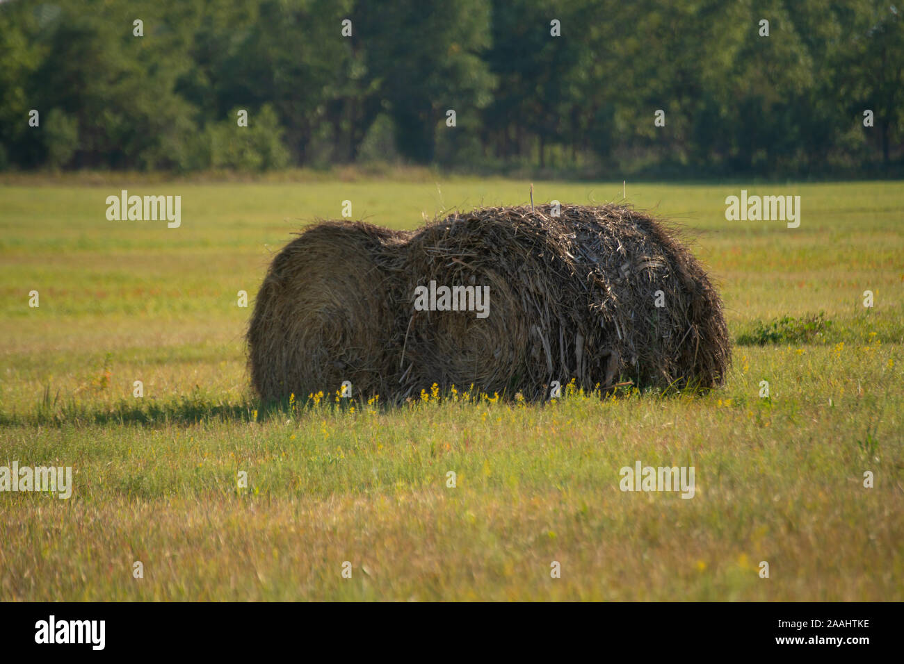 haystack on the summer field under sunshine, the food for domestic ...