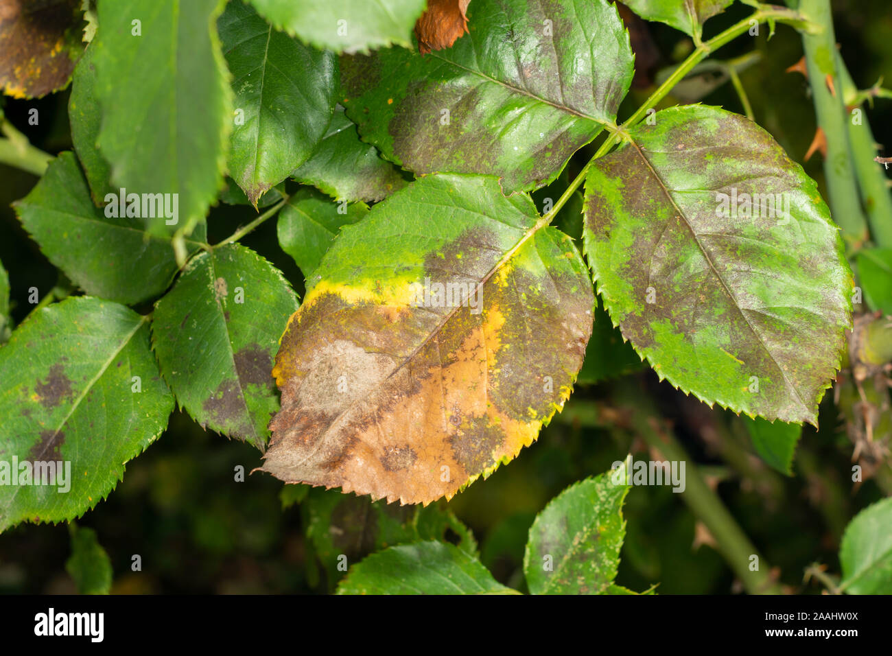sick rose bushes and leaves. Protection against diseases in garden ...