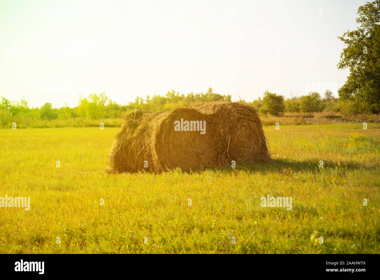 haystack on the summer field under sunshine, the food for domestic ...