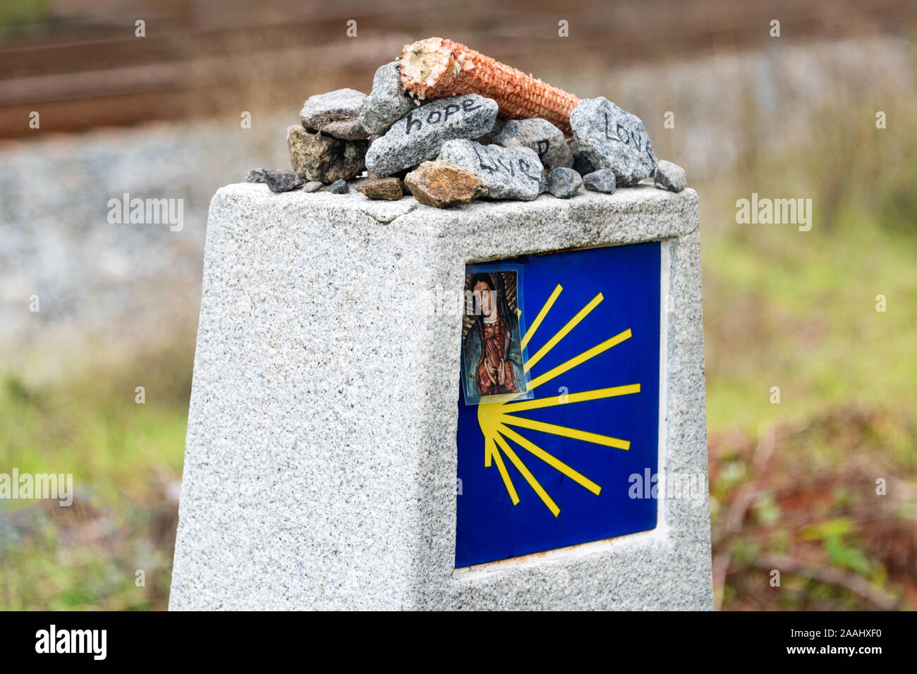 Yellow scallop shell, touristic symbol of the Camino de Santiago ...