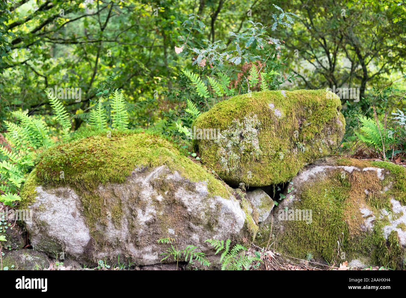 Ferns growing on rocky hi-res stock photography and images - Alamy