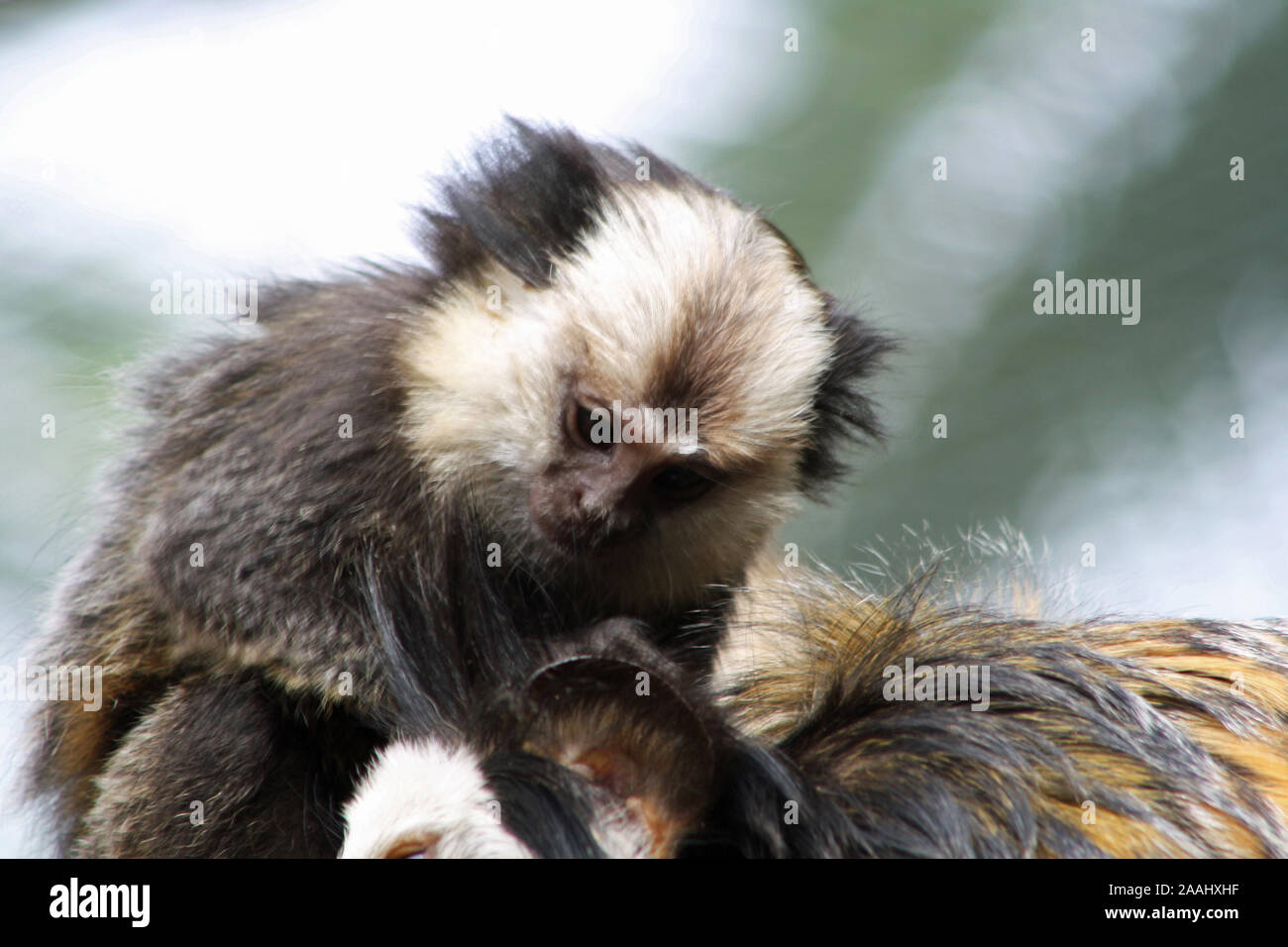 Weisskopf High Resolution Stock Photography and Images - Alamy