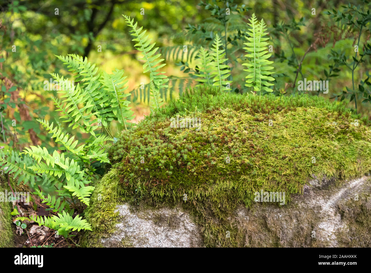 Ferns growing on rocky hi-res stock photography and images - Alamy