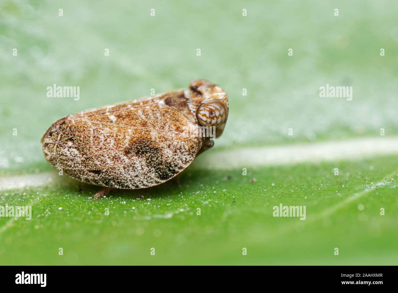 Macro Photography of Planthopper on Green Leaf Stock Photo - Alamy