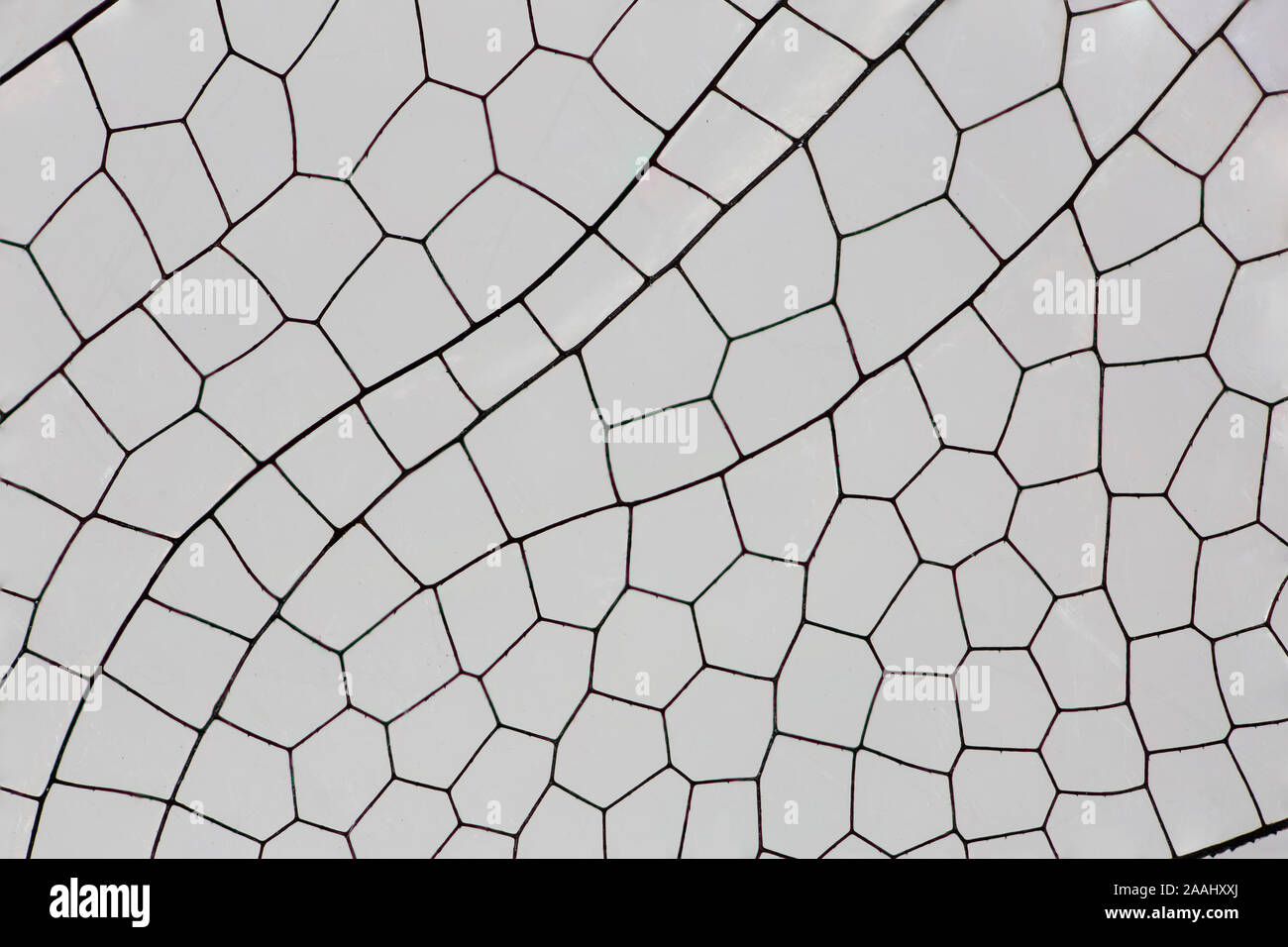 Magnified view dragonfly wing hi-res stock photography and images - Alamy