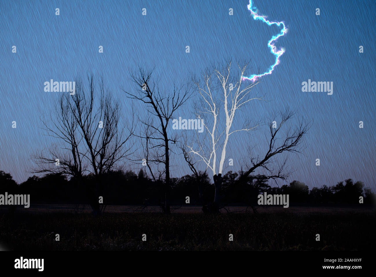lightning strikes into the tree in desert during the severe rain and ...