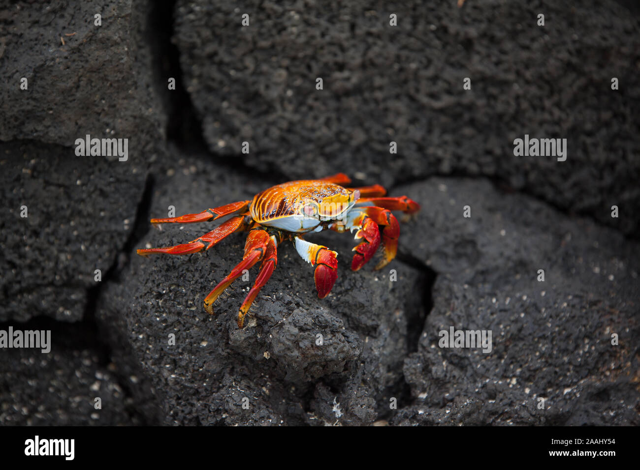 Grapsus grapsus sally hi-res stock photography and images - Alamy