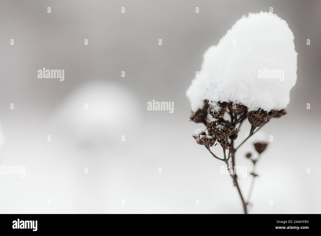Plants snow border hi-res stock photography and images - Alamy