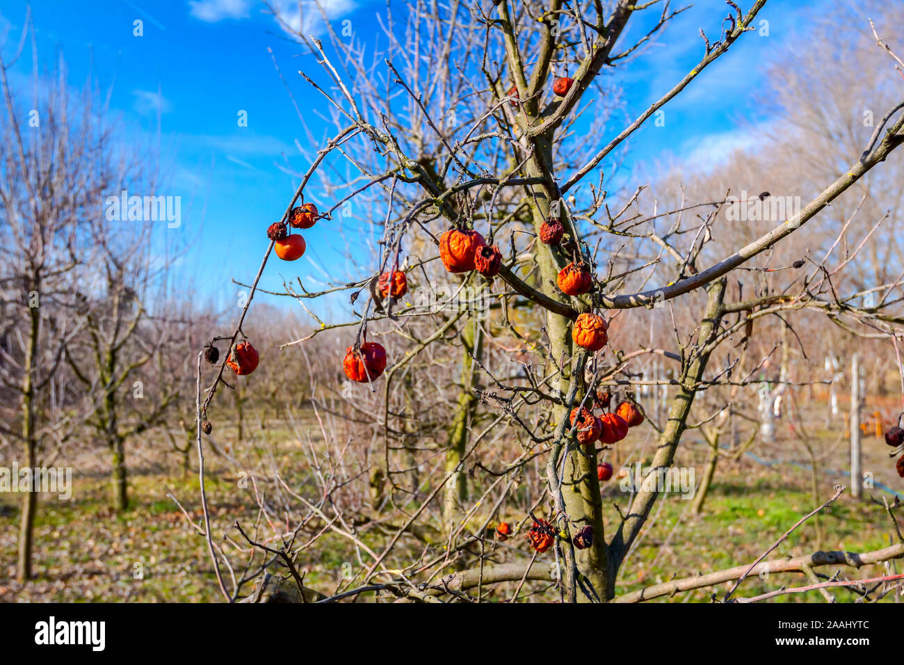 Shrunken wood hi-res stock photography and images - Alamy