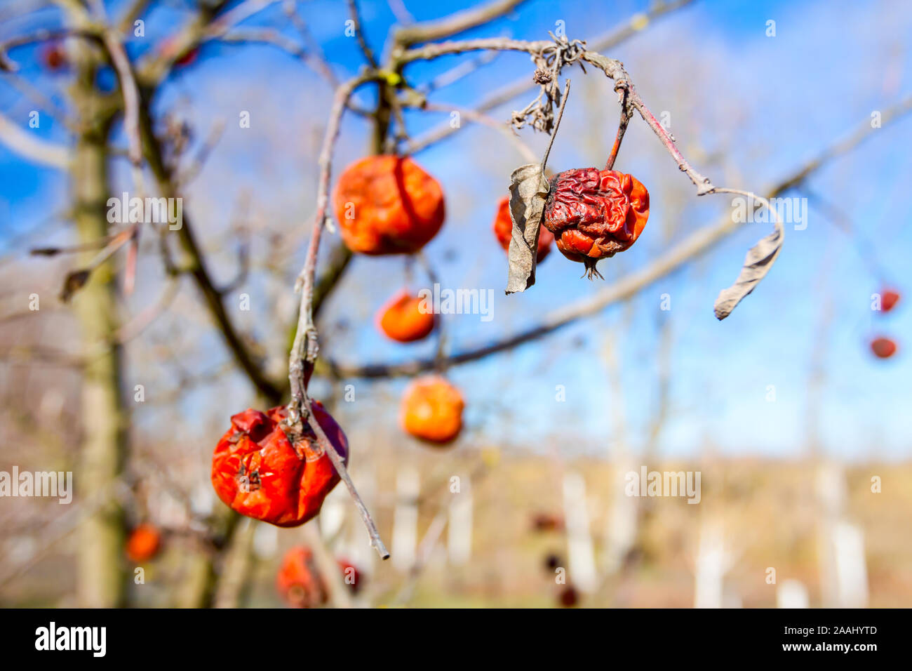 Dry apple, quince rotten fruit on the tree in orchard, organic food ...