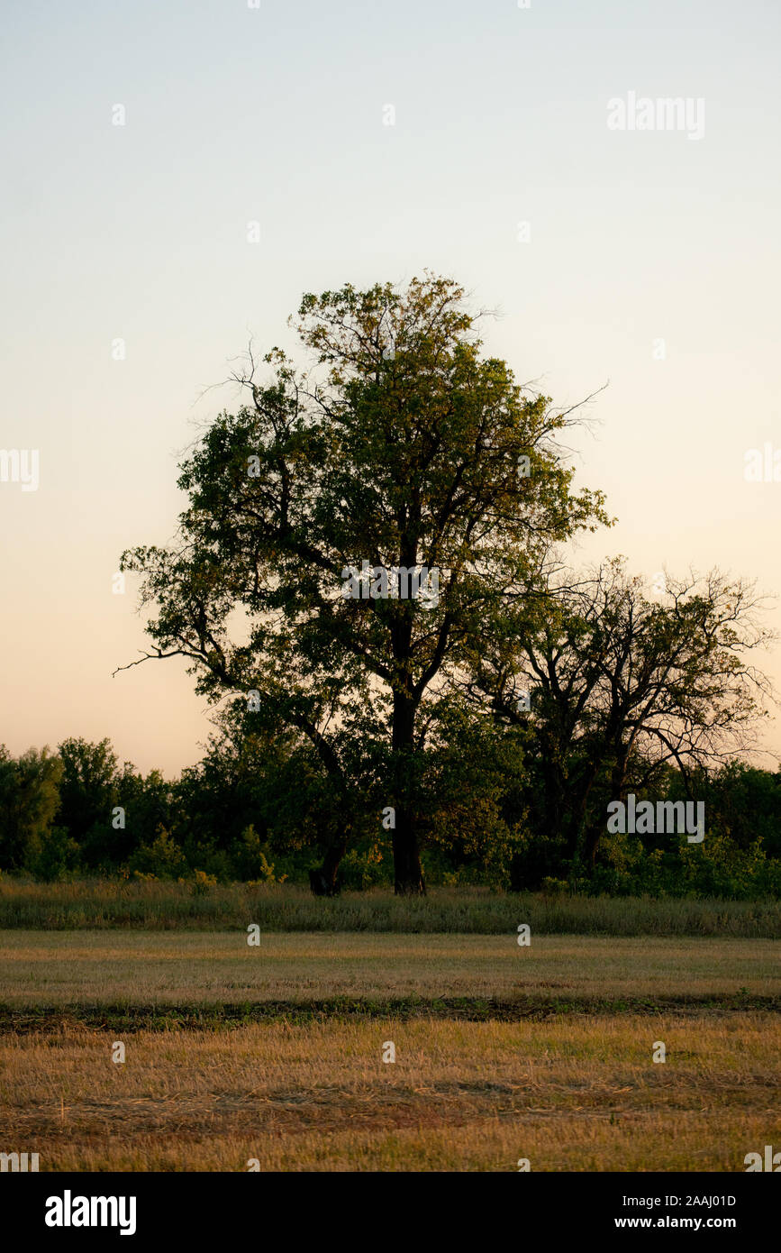 Savanna green hi-res stock photography and images - Alamy