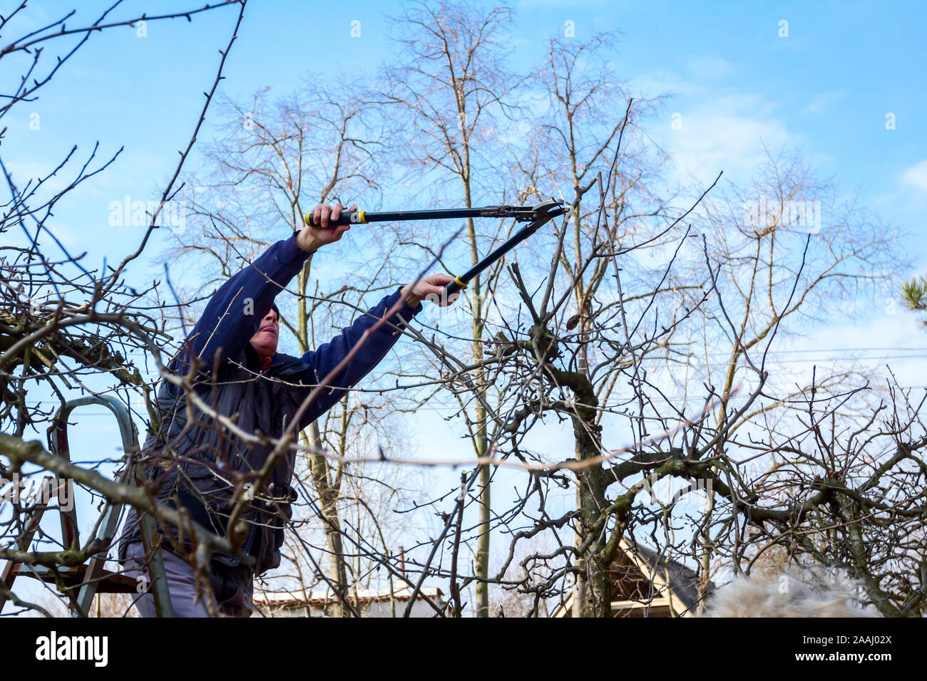 Farmer is pruning branches of fruit trees in orchard using loppers at ...