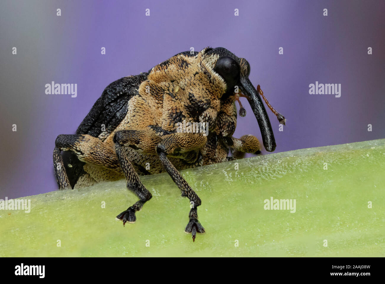 Iris Weevil (Mononychus vulpeculus) on a blue flag iris - Pinery ...