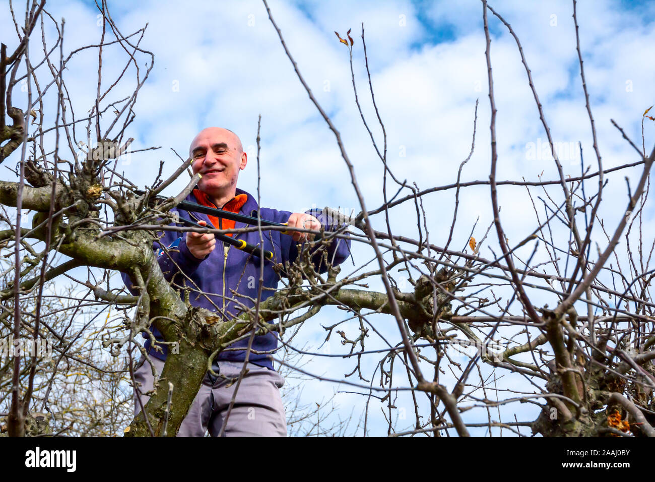 Elderly man, gardener is climbed up in treetop he pruning branches of ...