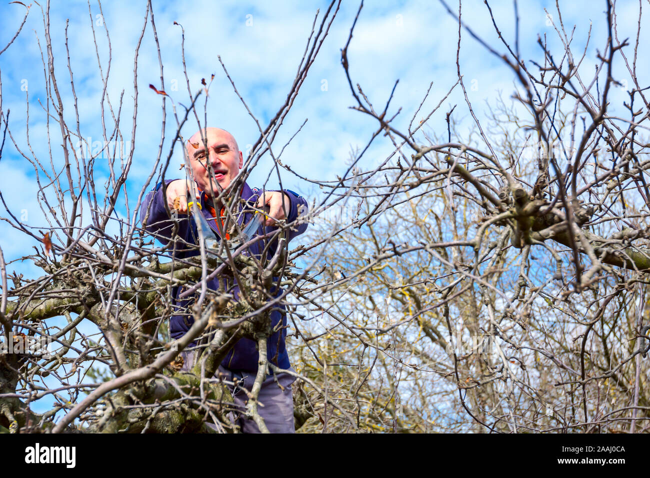 Elderly man, gardener is climbed up in treetop he pruning branches of ...
